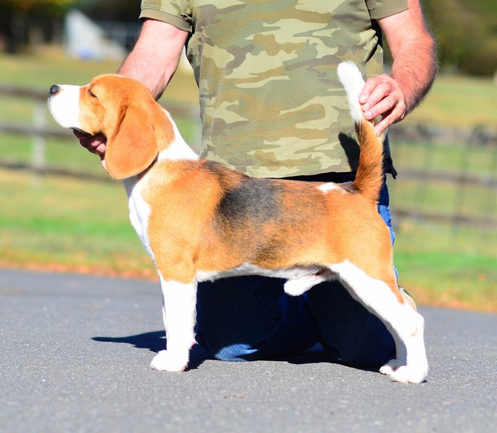 Eardley Beagles Stud Dogs